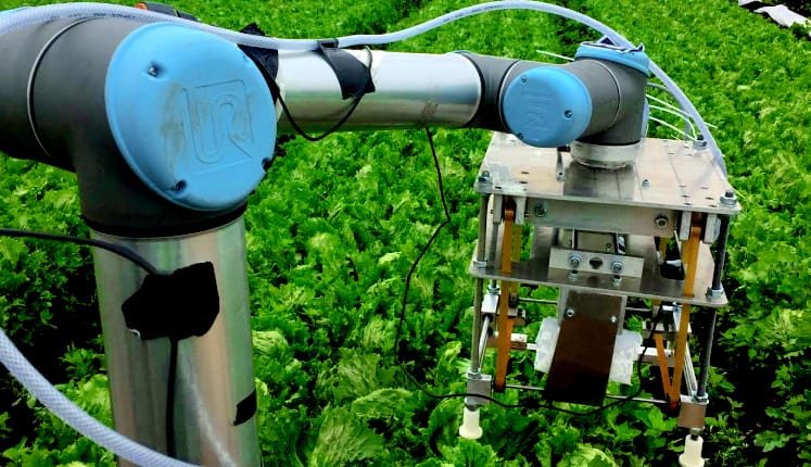 Robot uses machine learning to harvest lettuce | Agritech Future