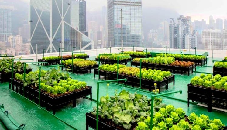 Urban Farming Strategies For A Greener Future Agriexpo Best AgTech And