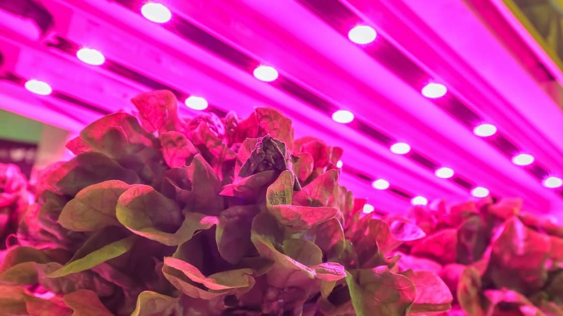 Using the Power of Light to Increase UK Crop Production | Agritech Future