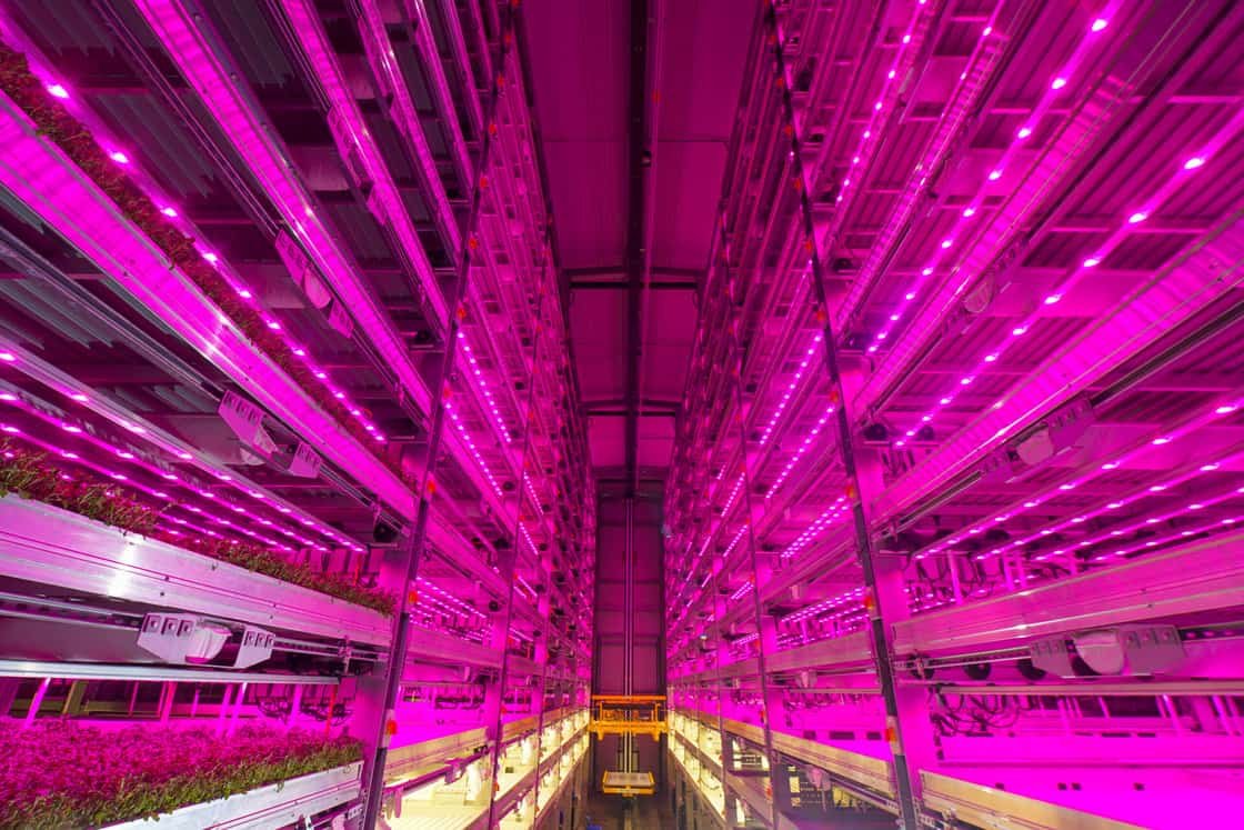 £25m project to build world's biggest 'vertical farm' nears completion ...