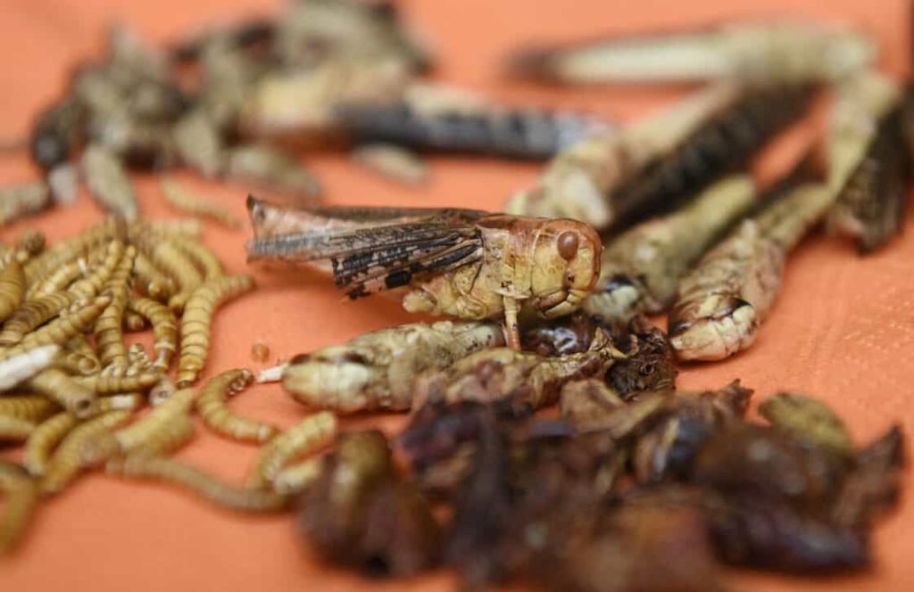 The future of farming: from eating insects to urban agriculture ...