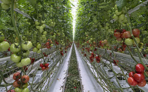 This Dutch tomato farm might just solve the global food crisis ...