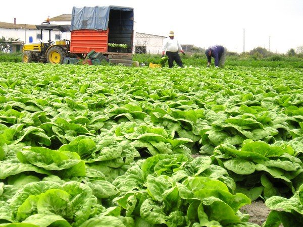 Using the Power of Light to Increase UK Crop Production | Agritech Future