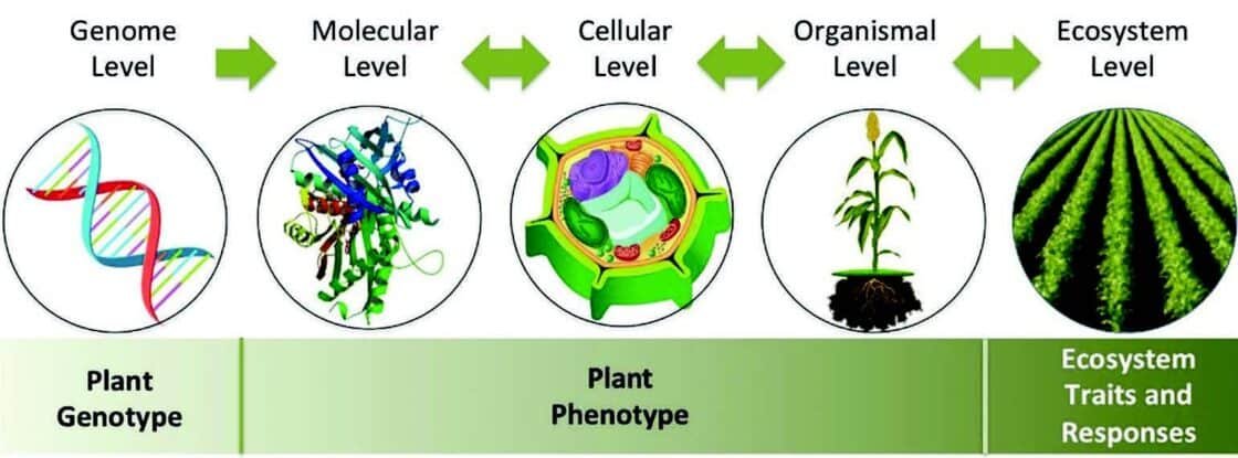 Artificial Intelligence - The Revolutionary Force in Crop Breeding ...