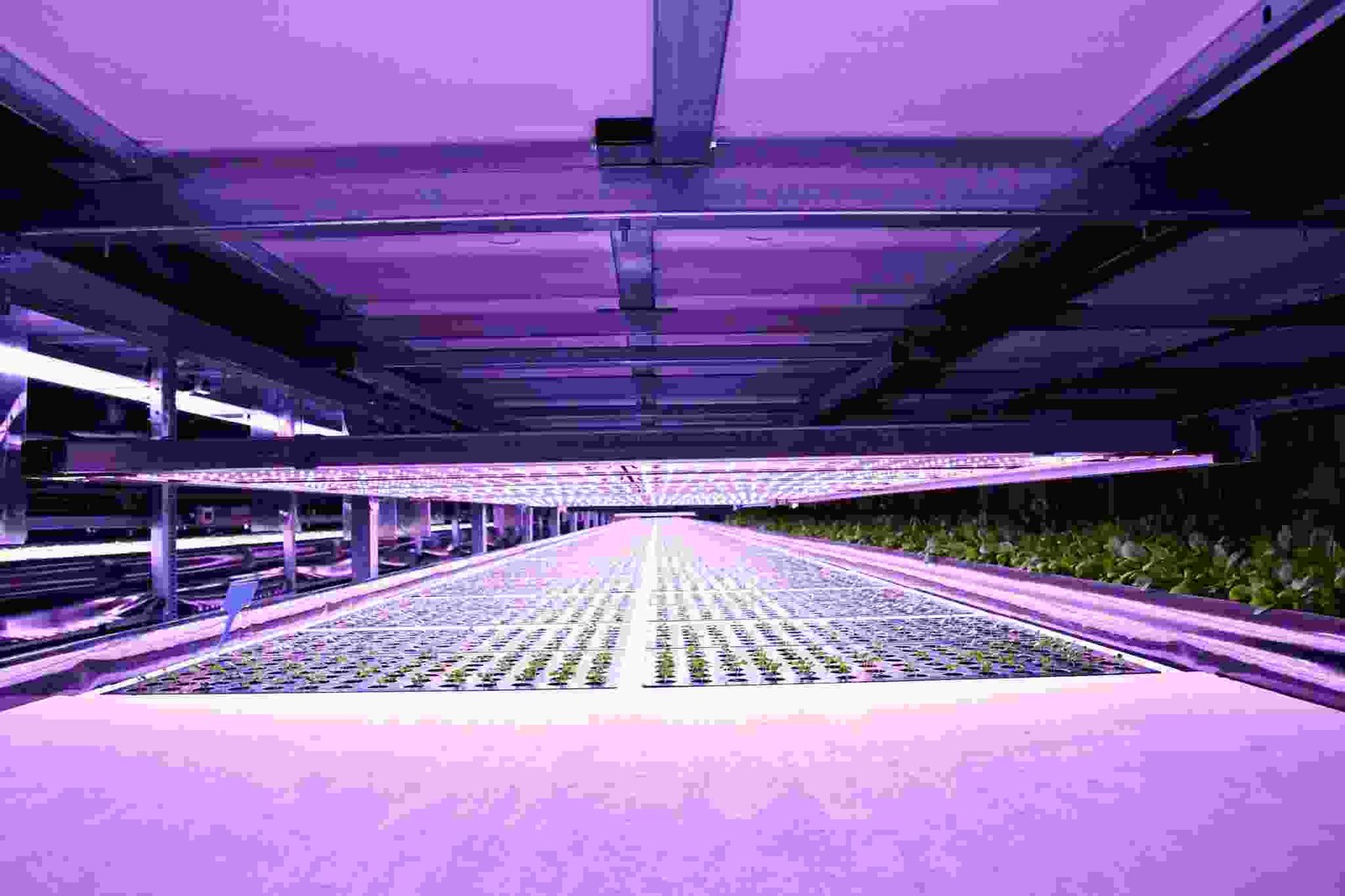 Inside Europe’s largest vertical farm, growing a tenth of Lithuania's ...