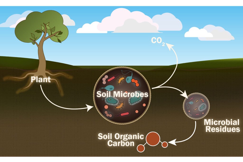 Bridging the Gap in Soil Health: The Role of Soil Boosters in Enhancing ...