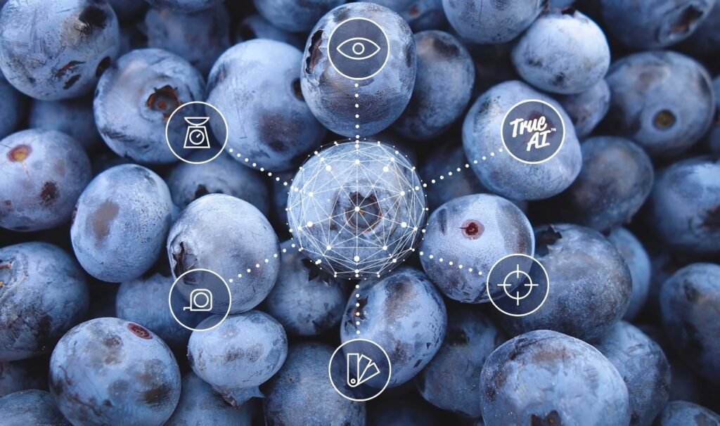 UK's Leading Blueberry Farm Advances with AI Sorting Technology | Agritech Future