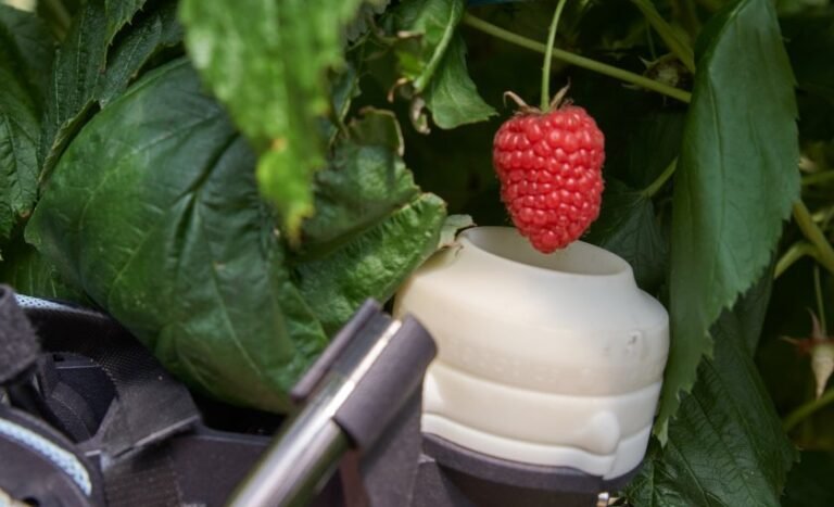 Cambridge Firm's Groundbreaking Raspberry-Picking Robot Secures £600k ...